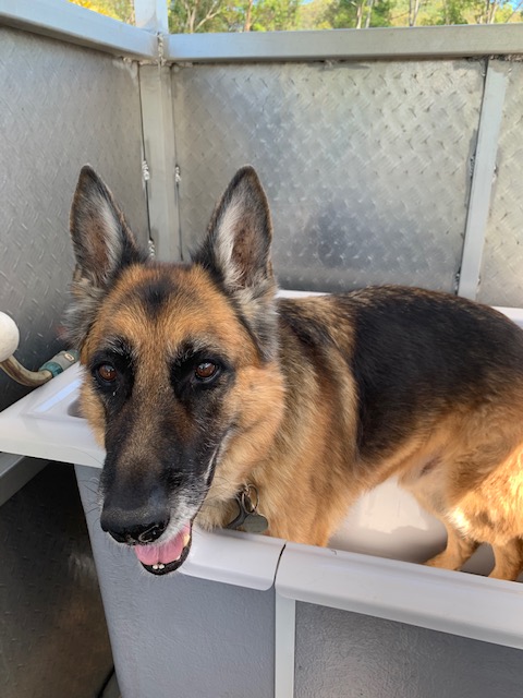 Paws Mobile Pet Services – Telephone 0438 743 389